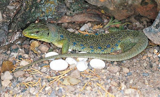 La reproducción: Reproducción en los reptiles